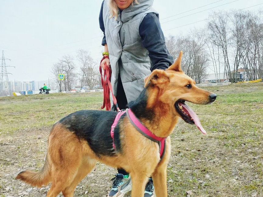 Брюс-ласковая собака из приюта