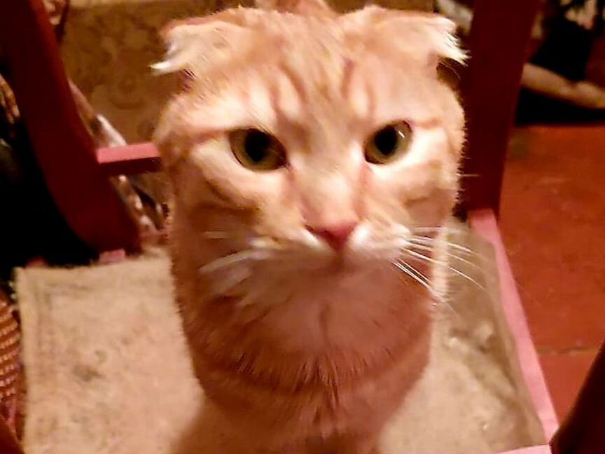 Котик ищет дом