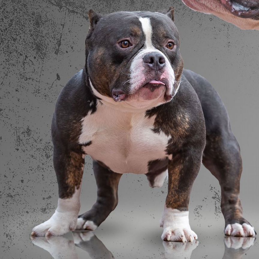 Американский булли, вязка