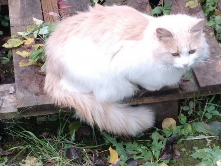 Ручная девочка ищет дом