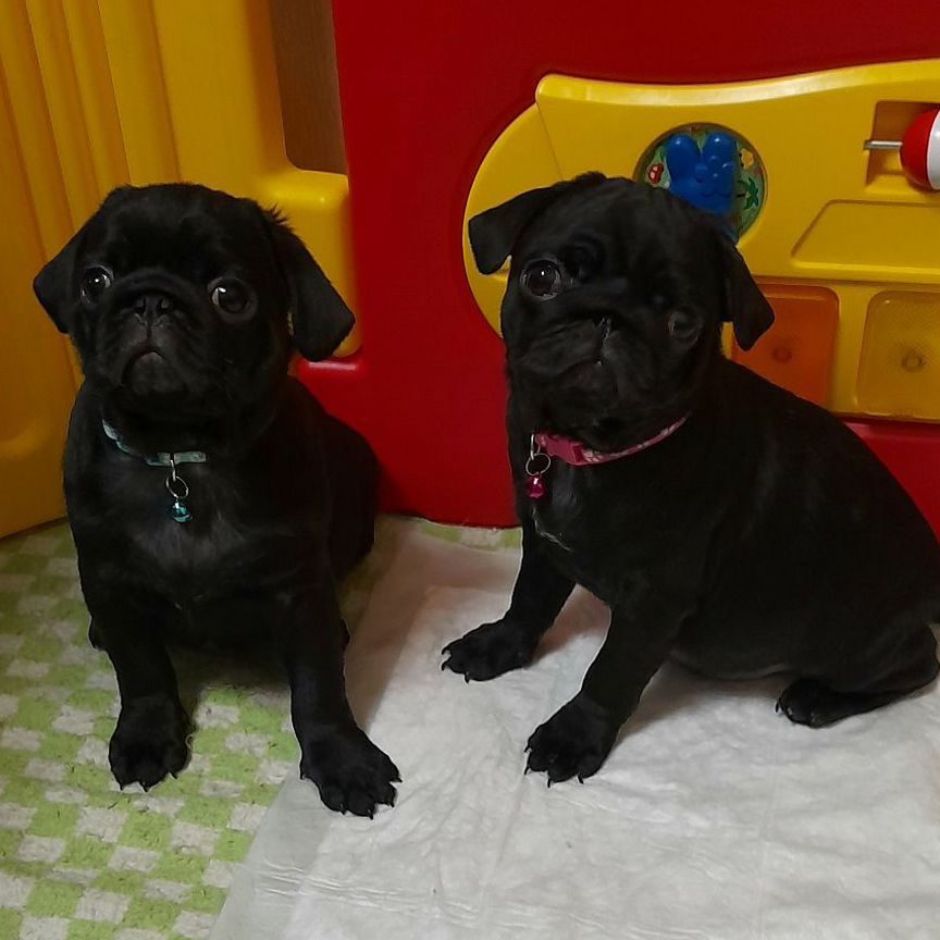 Мопс, щенок