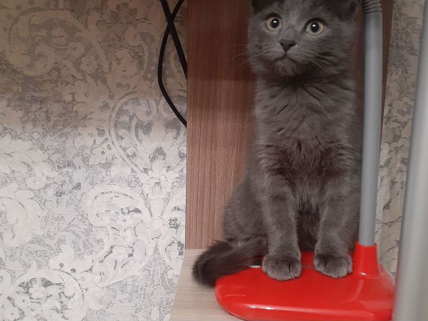 Котик