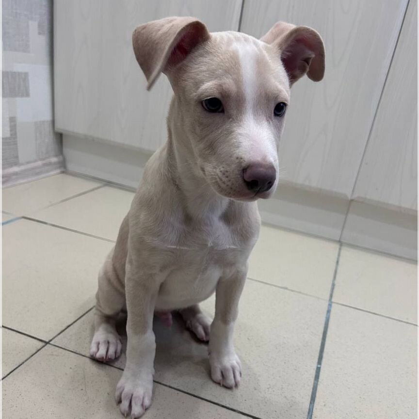 Американский стаффордширский терьер, щенок