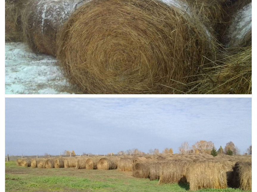 Продам сено