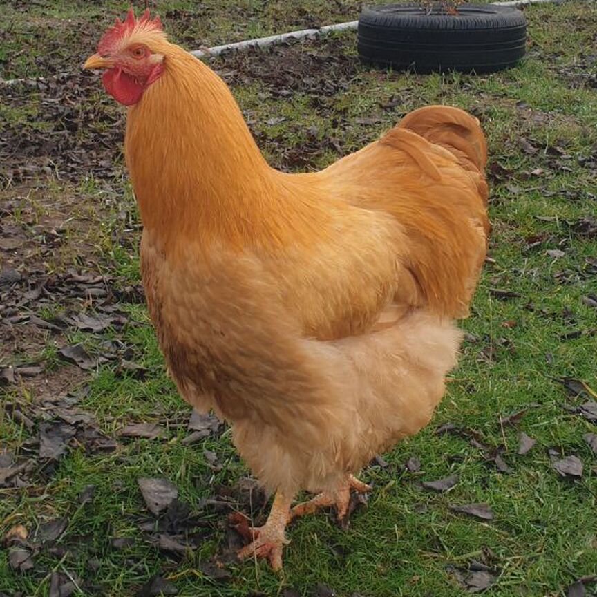 Молодой 7месяцев петушок порода Орпингтон