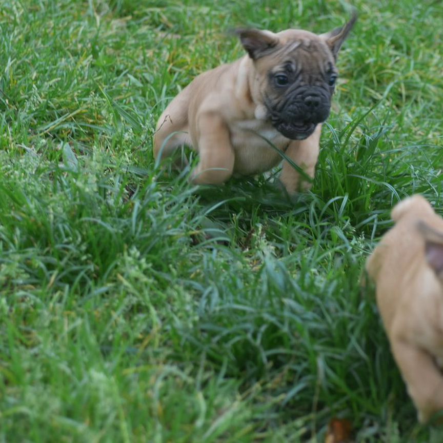 Французский бульдог щенки мальчик РКФ