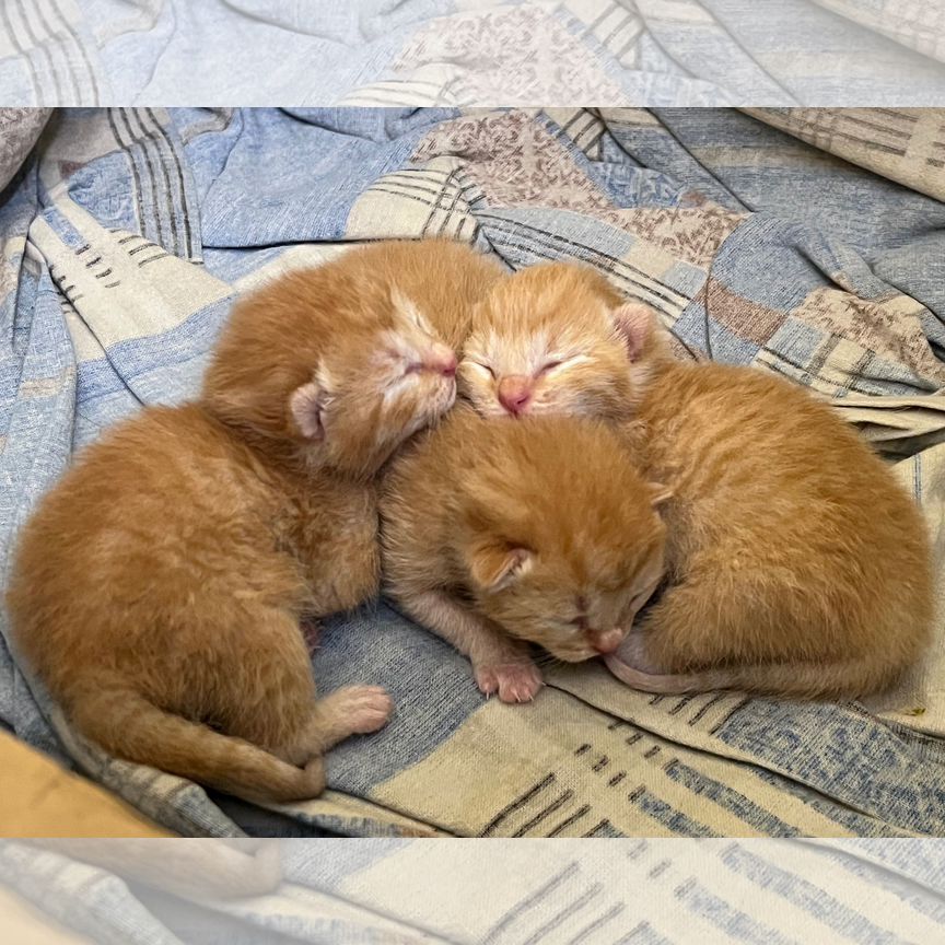 Котёнок в добрые руки