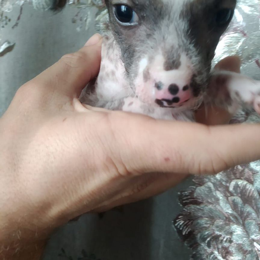 Китайская хохлатая