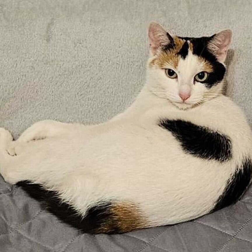Ласковая кошечка ищет дом