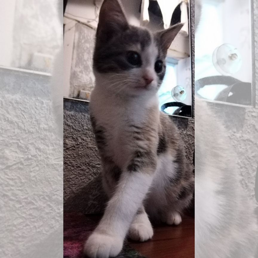 Кошка 4 месяца
