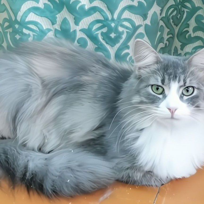 Сибирская кошка, взрослая