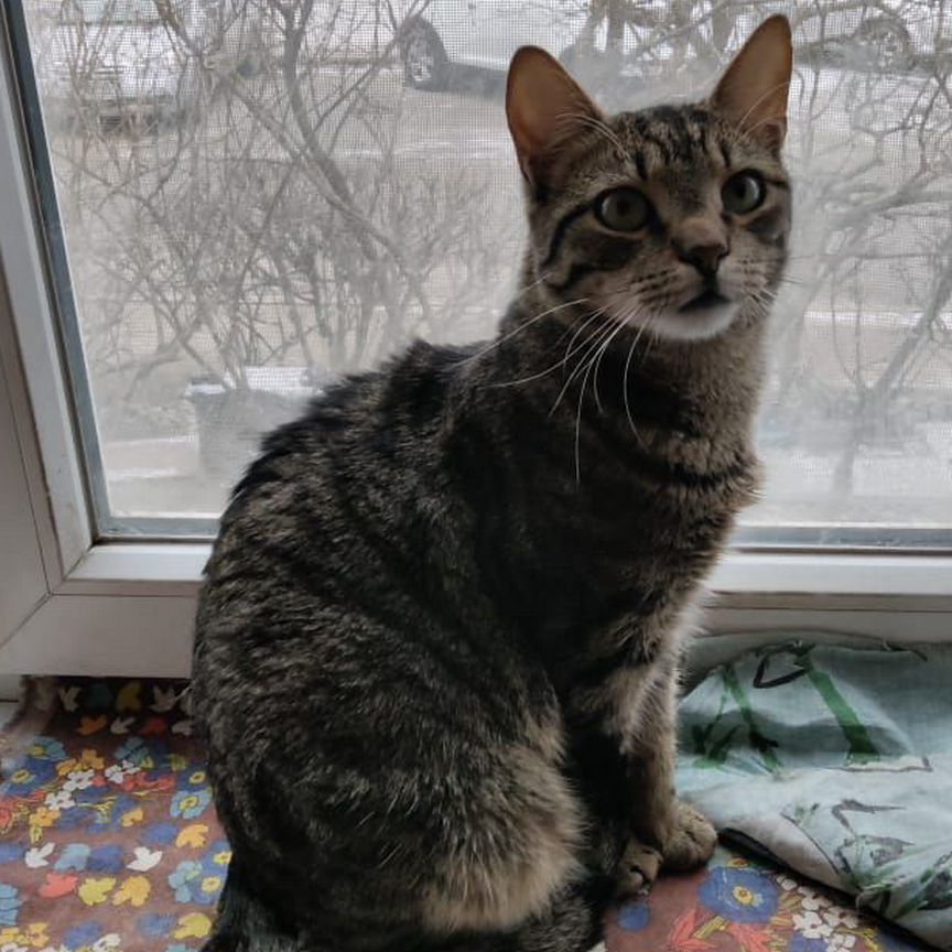 Кот Мурзик