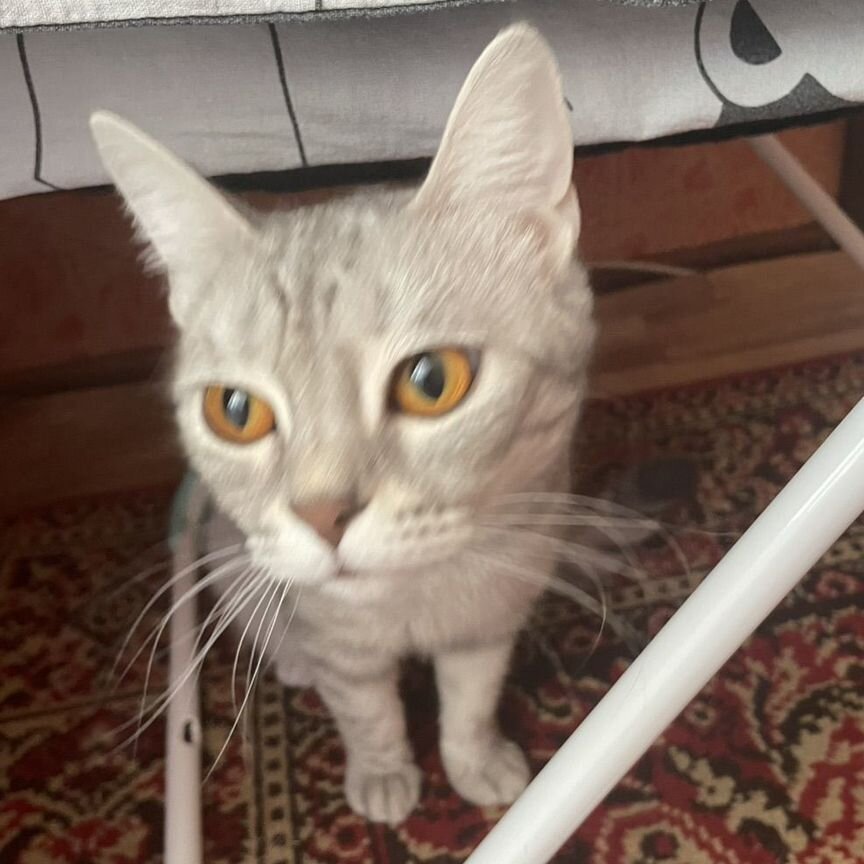 Британская кошка голубая