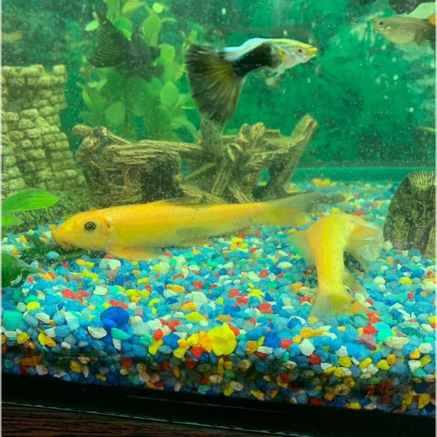Обменяю гиринохейлусов на другие рыбки