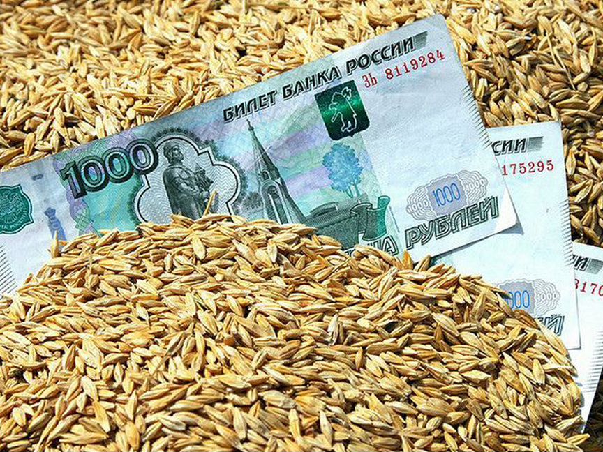 Зерно овес пшеница