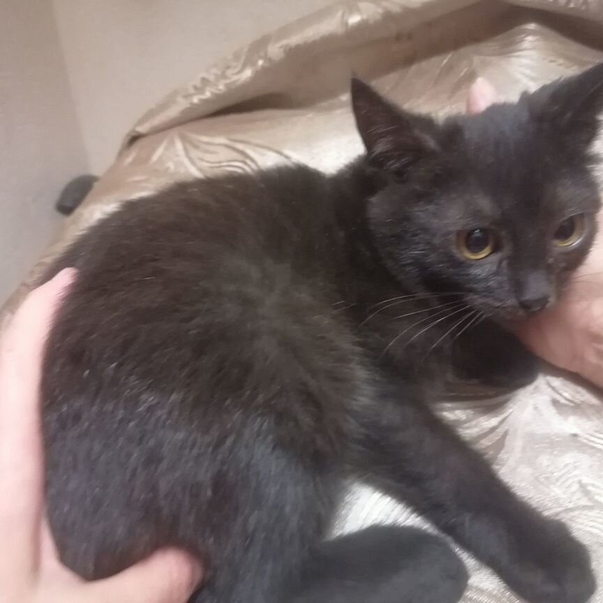 Котенок мальчик черный