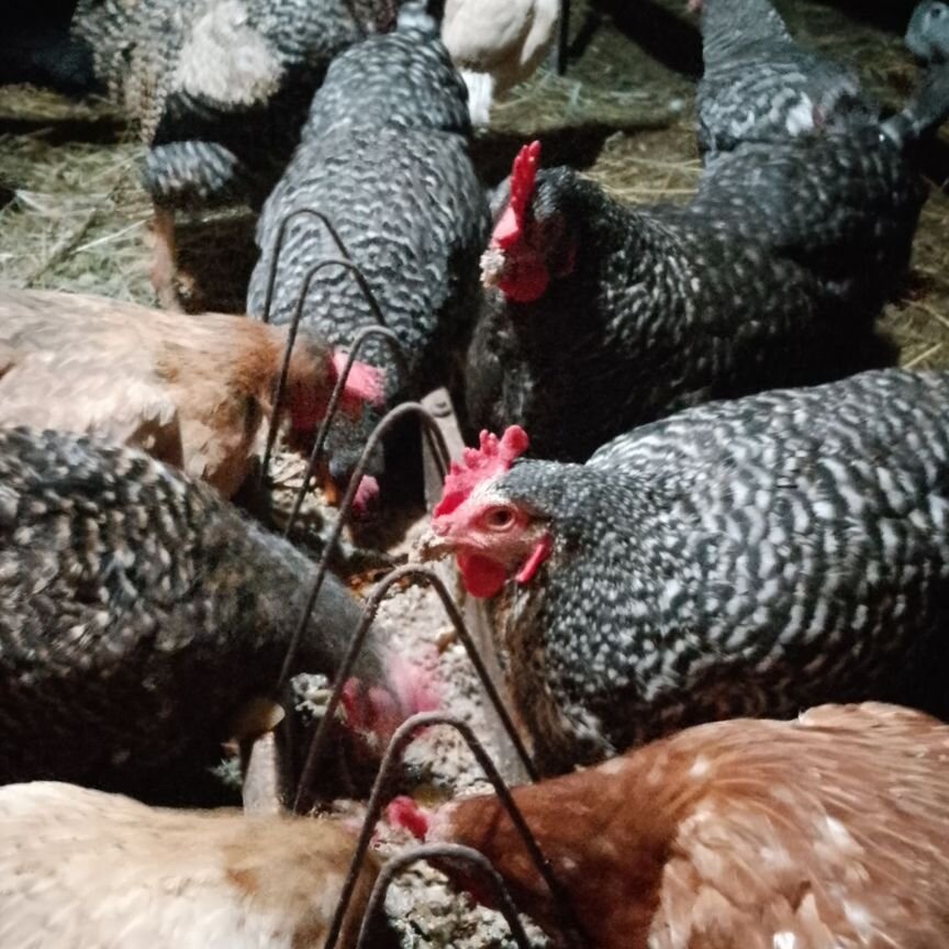 Куры несушки