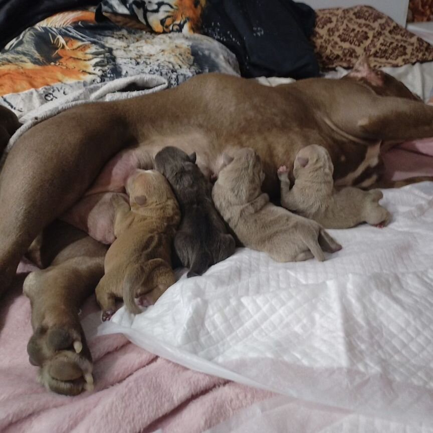 Американский булли, щенок