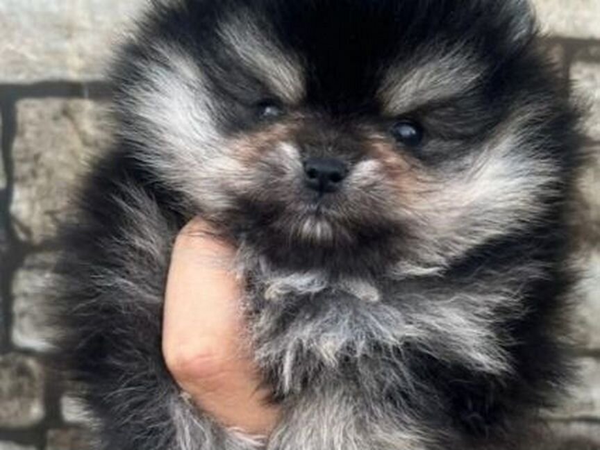 Мини малыши