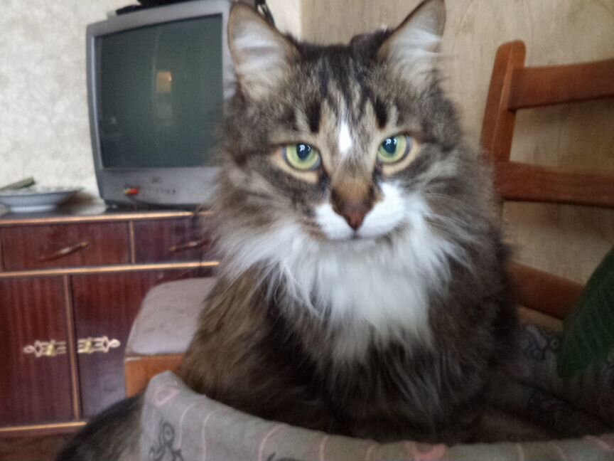 Кот бесплатно