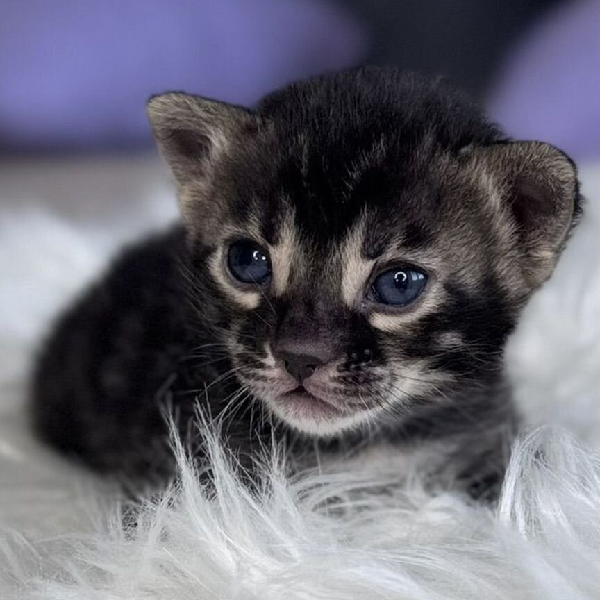 Угольные девочки