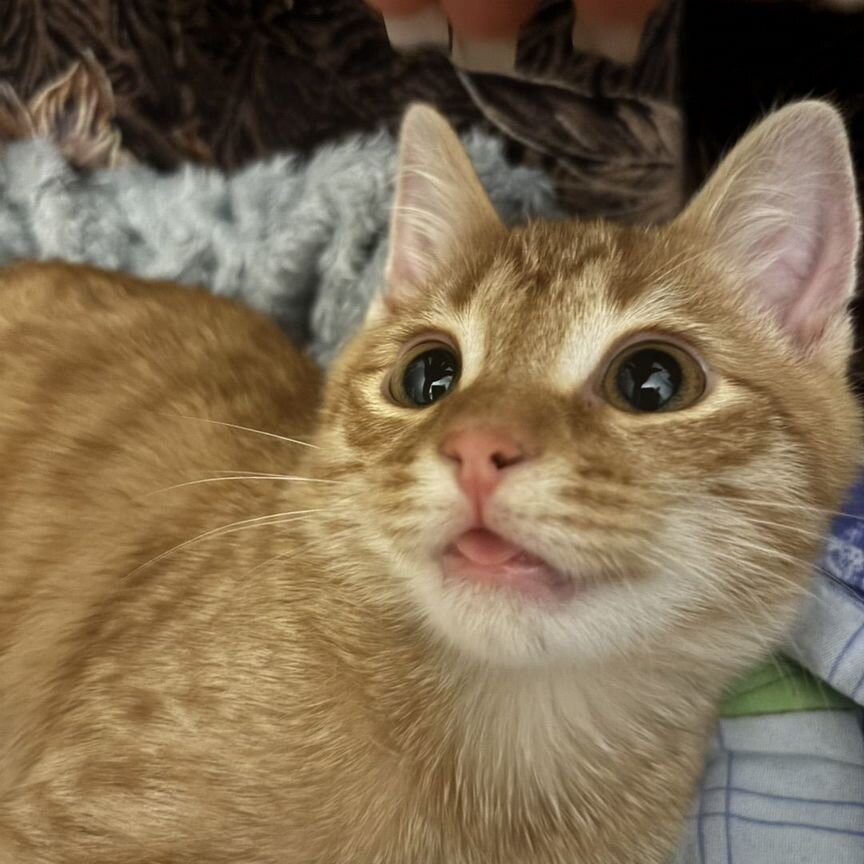 Рыжий котенок