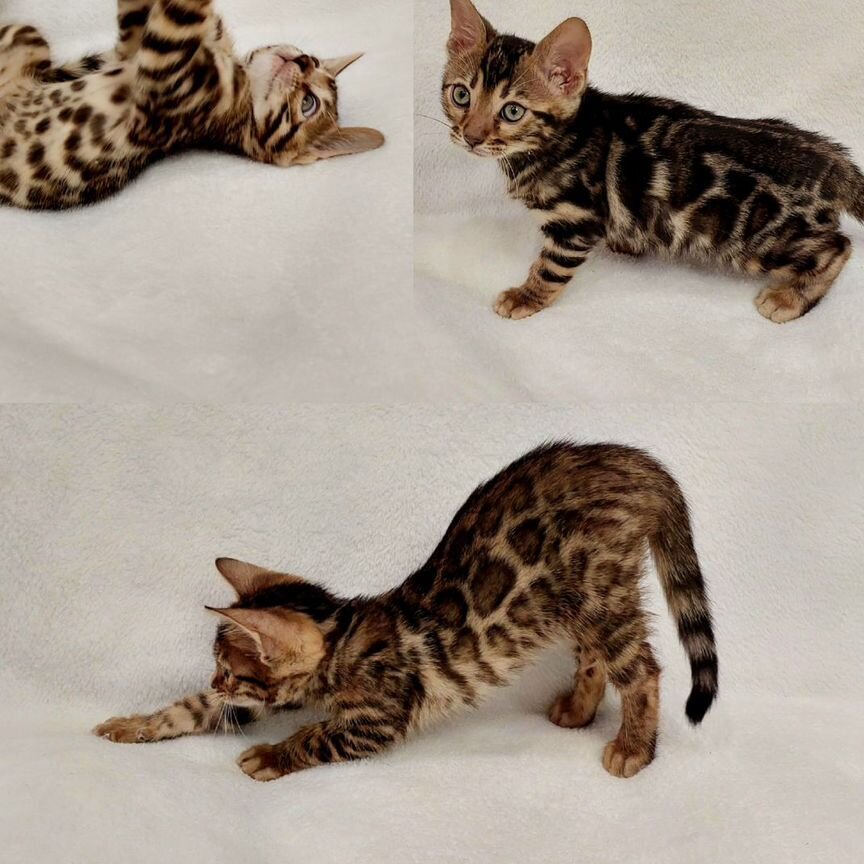 Бенгальские котята