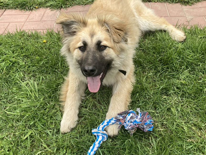 Щенок бесплатно