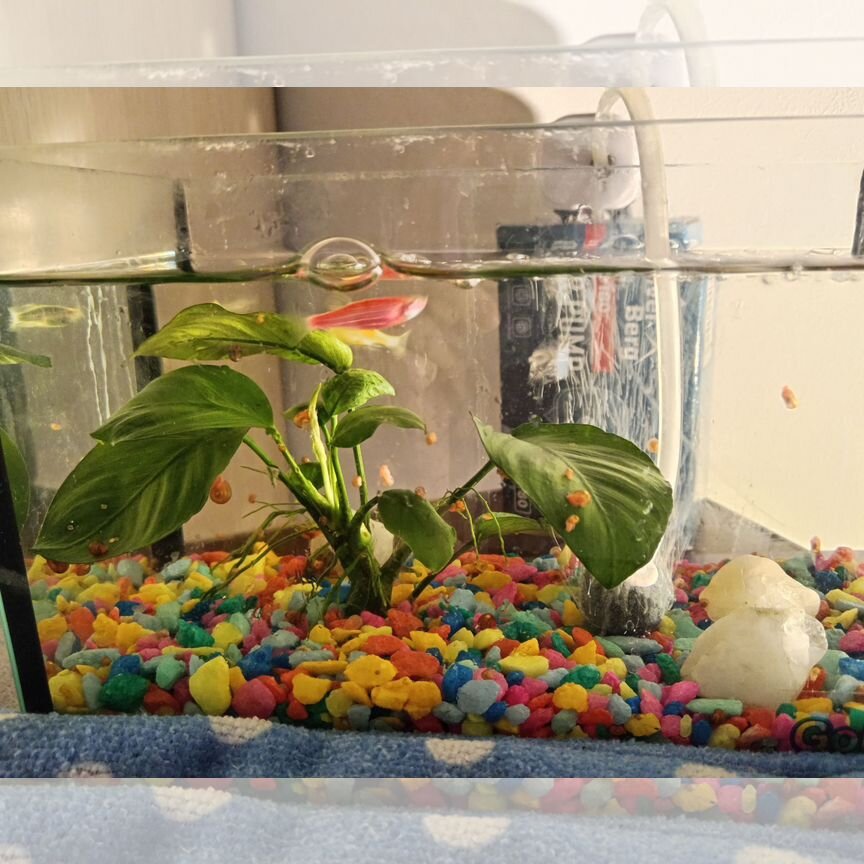 Данио рерио