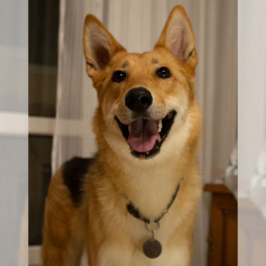 Немецкая овчарка, взрослая собака