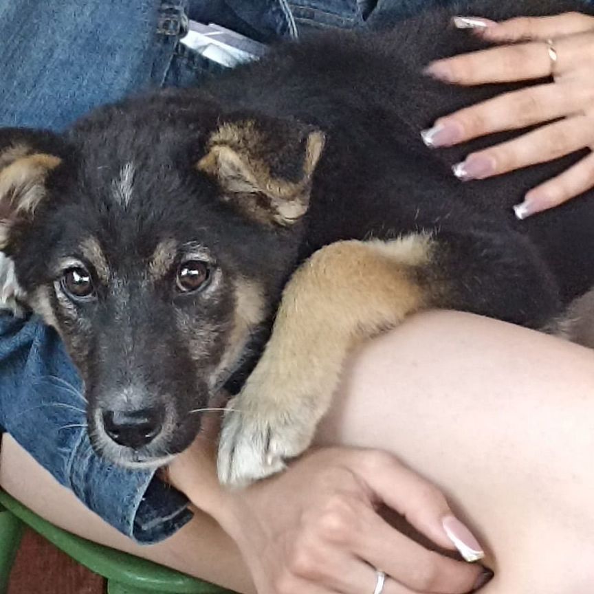 Щенок в добрые руки