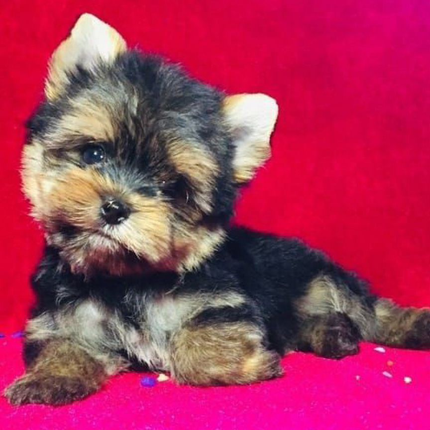 Йоркширский терьер, щенок