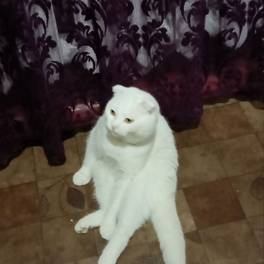 Шикарная шотландка в дар
