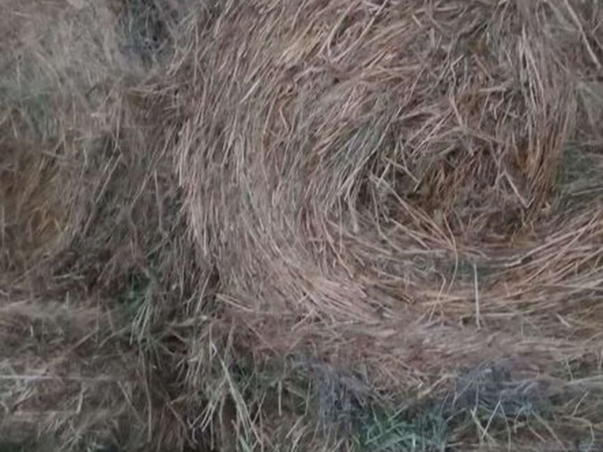 Сено солома ячменая