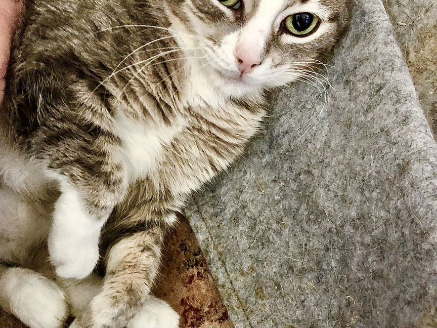 Кошки в добрые руки