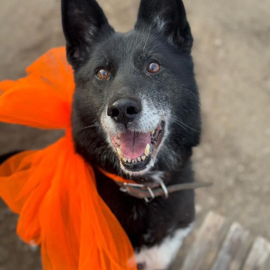 Собака в добрые руки