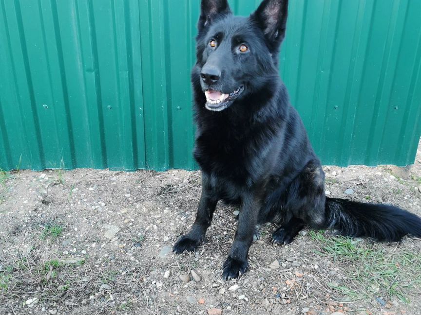 Щенки немецкой овчарки