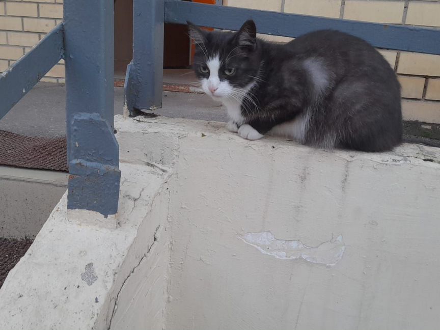 Котик молодой 1 год