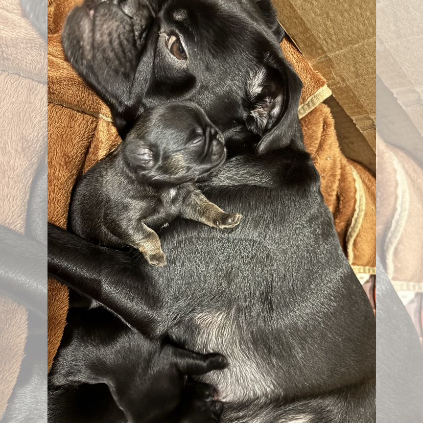 Пти-брабансон, щенок