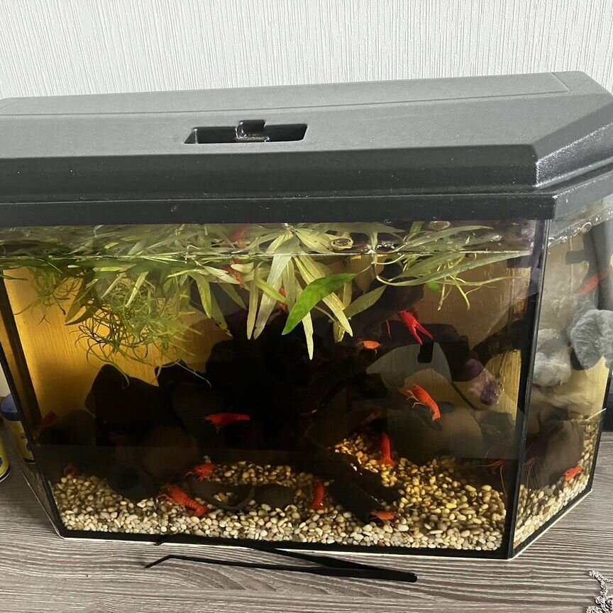 Аквариум с раками