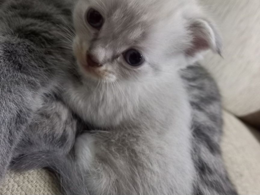 Вислоухие котята