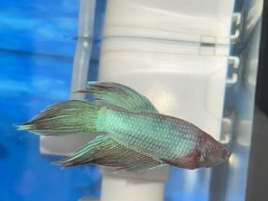 Рыбка петушок самец