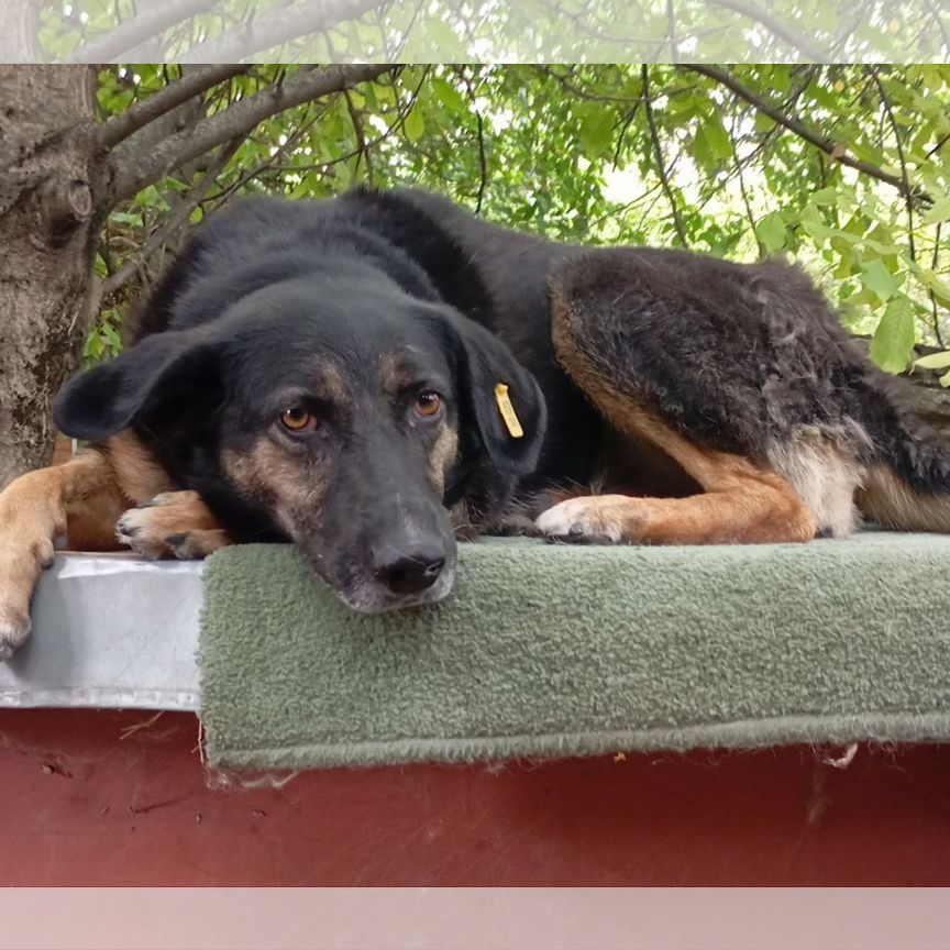 Собака с кошачьего приюта