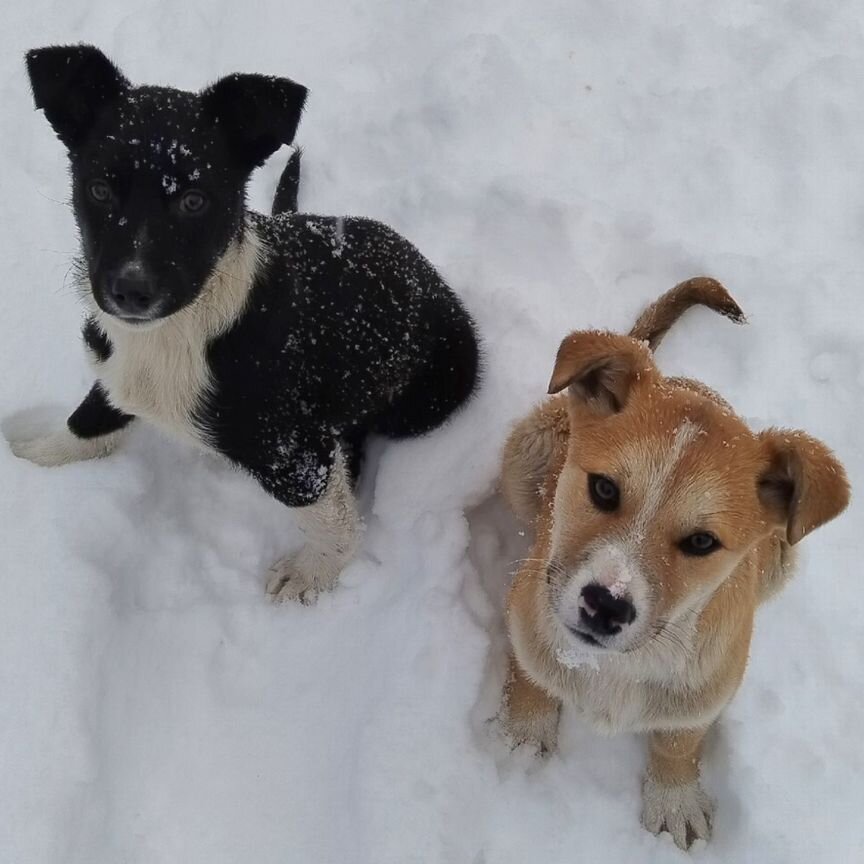 Щенок в добрые руки