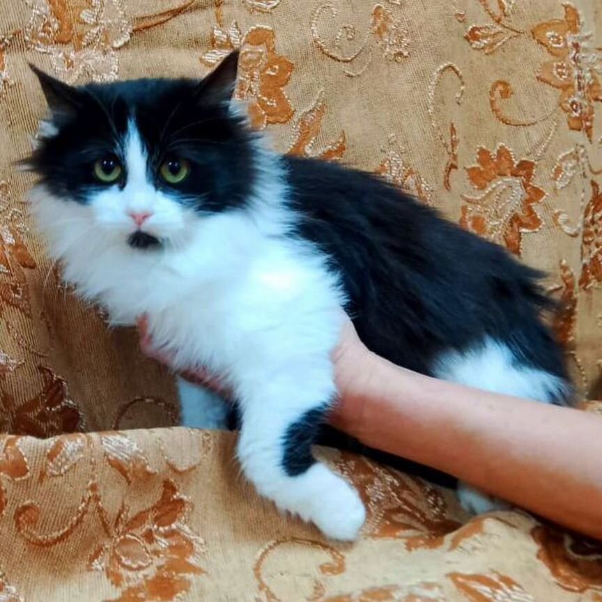 Взрослый кот в добрые руки