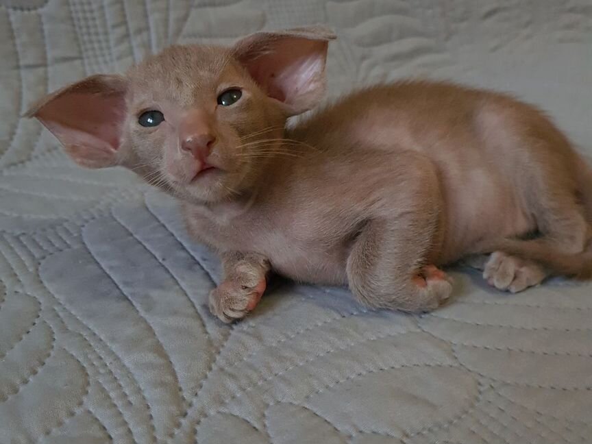 Ориентальные котята