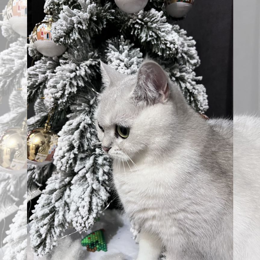 Британская короткошёрстная, взрослая кошка