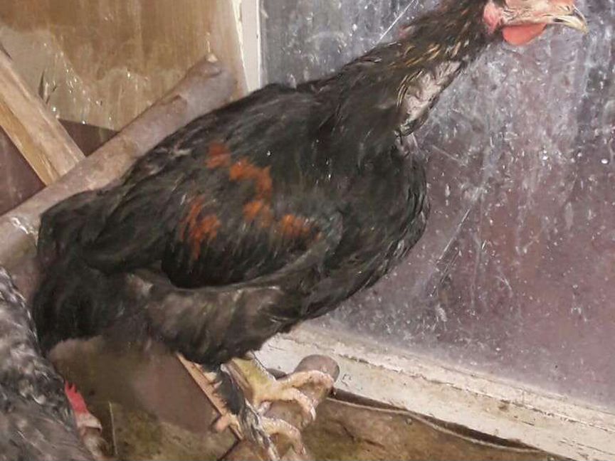 Петух черный с медными крапинами