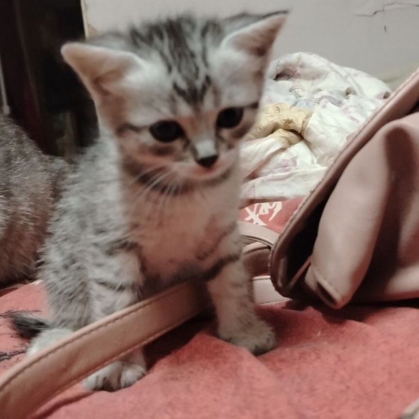 Шотландский прямоухий короткошёрстный котёнок