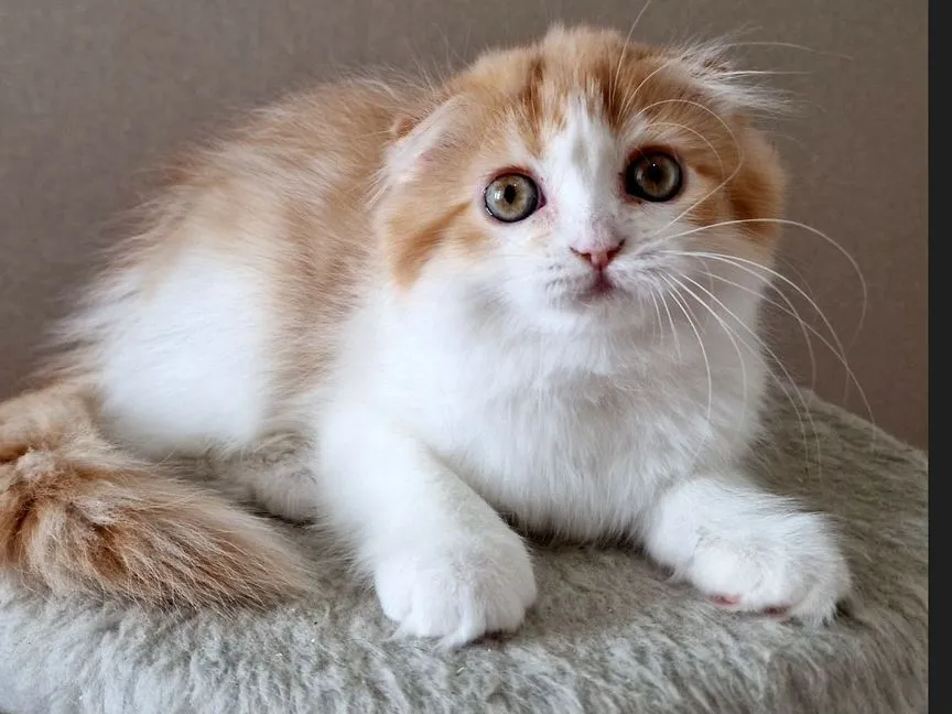 Хайленд фолд, кошка
